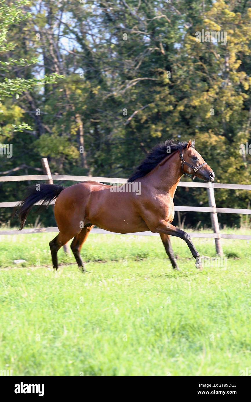 18.08.2023, Ingelheim, Rheinland-Pfalz, GER - Pferd im Galopp auf der ...