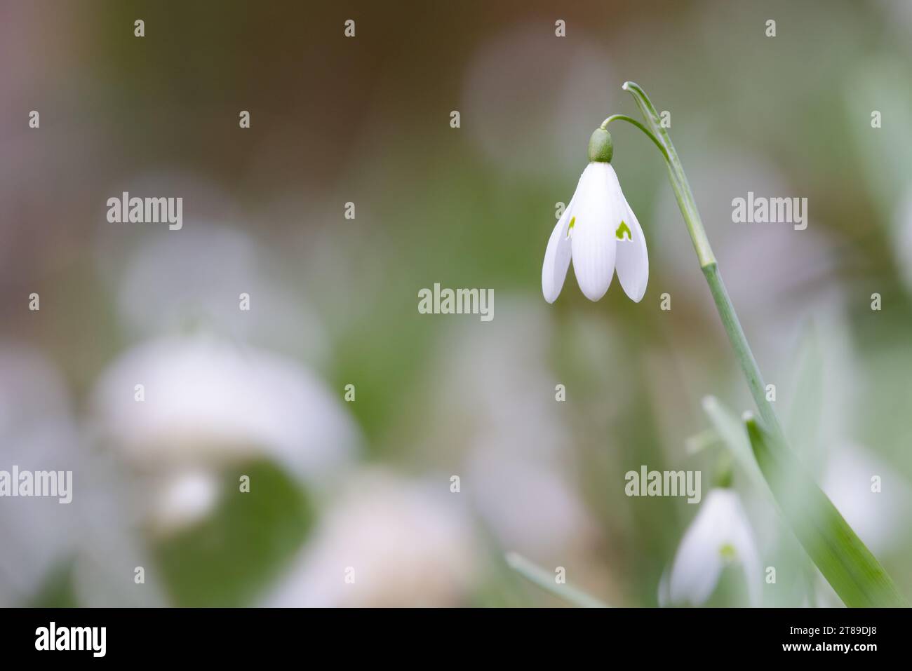 Galanthus sp hi-res stock photography and images - Alamy