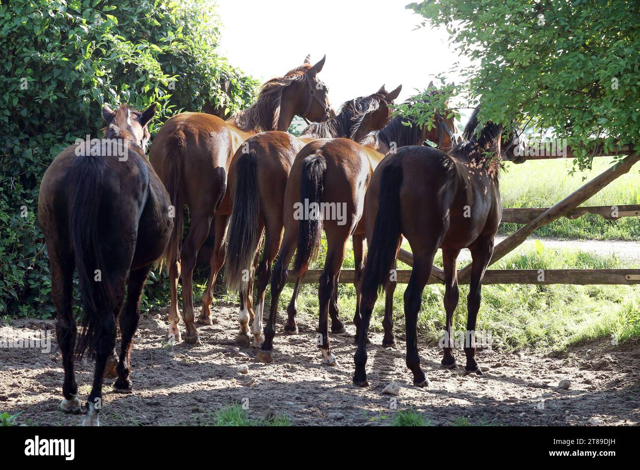 Koppeltor hi-res stock photography and images - Alamy