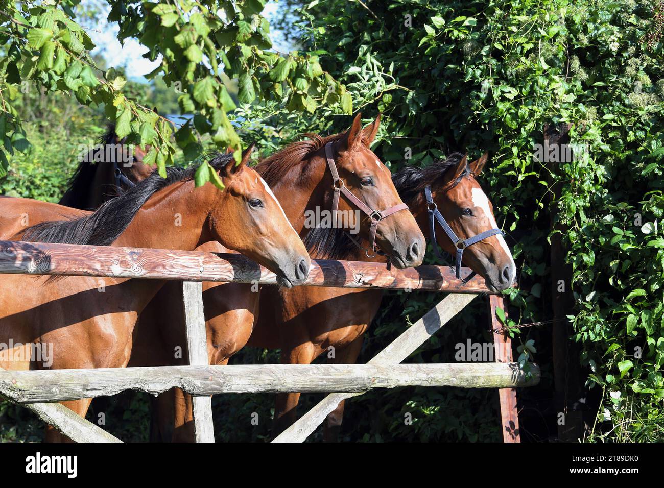 Koppeltor hi-res stock photography and images - Alamy