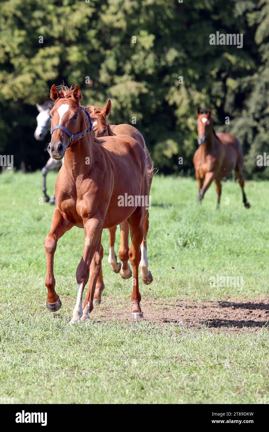 Pferde galoppieren hi-res stock photography and images - Alamy