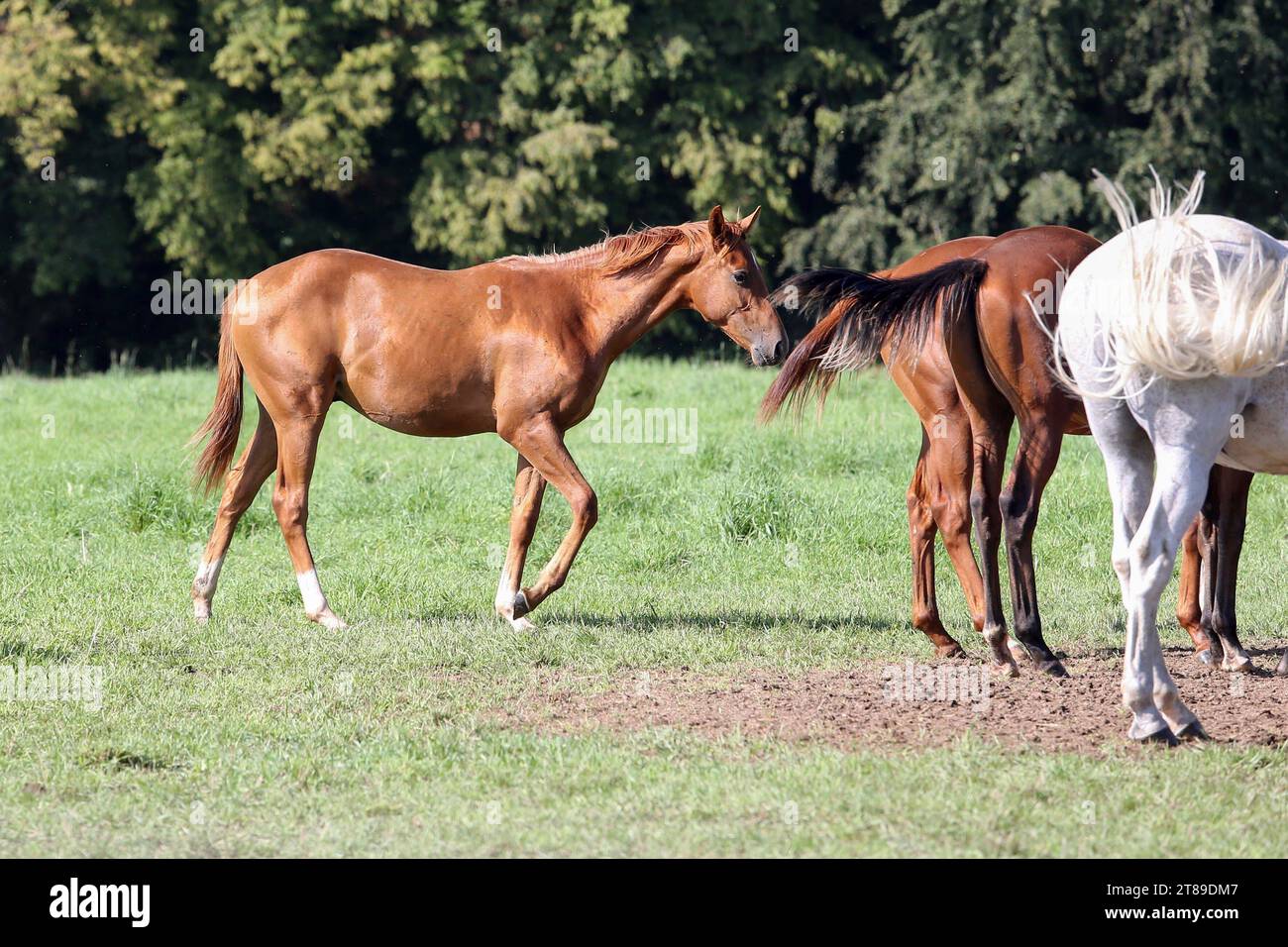Pferde von hinten hi-res stock photography and images - Alamy