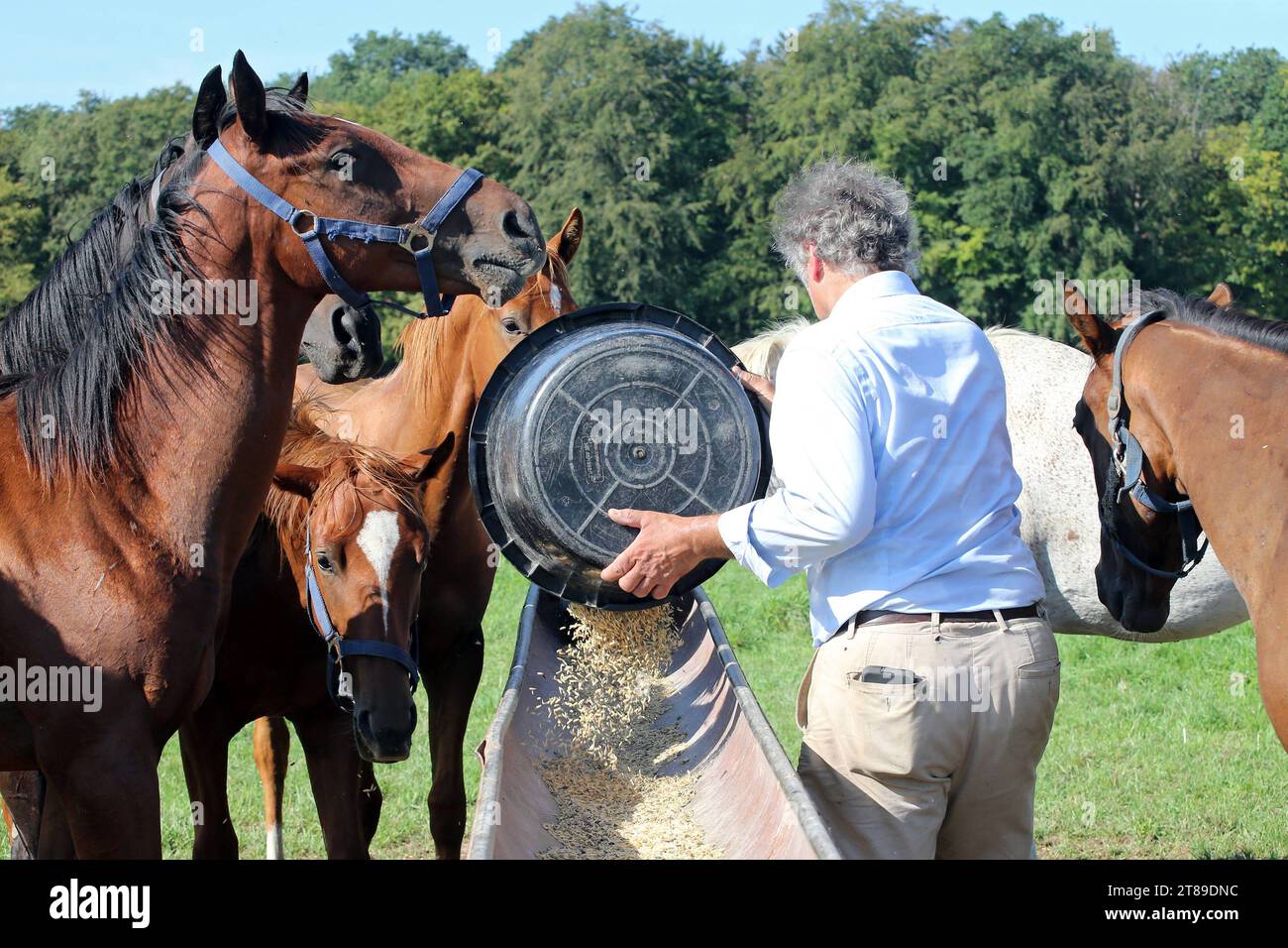 Pferdefutter pellets hi-res stock photography and images - Alamy