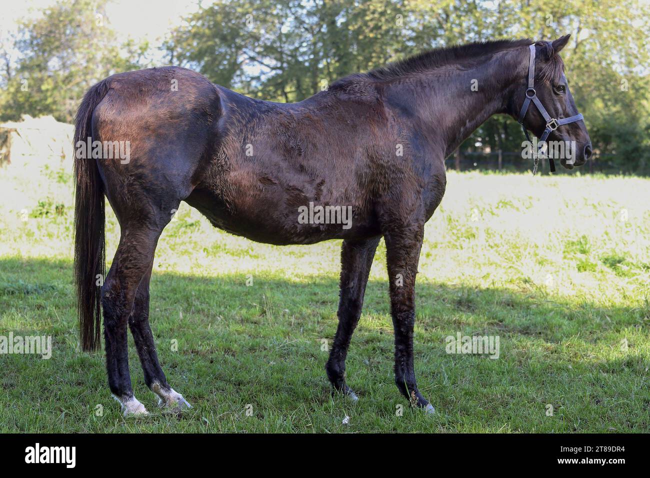Cushing syndrome hi-res stock photography and images - Alamy
