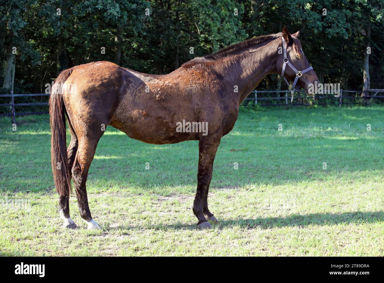 18.08.2023, Vogelsdorf, Brandenburg, GER - Altes Pferd mit Cushing ...