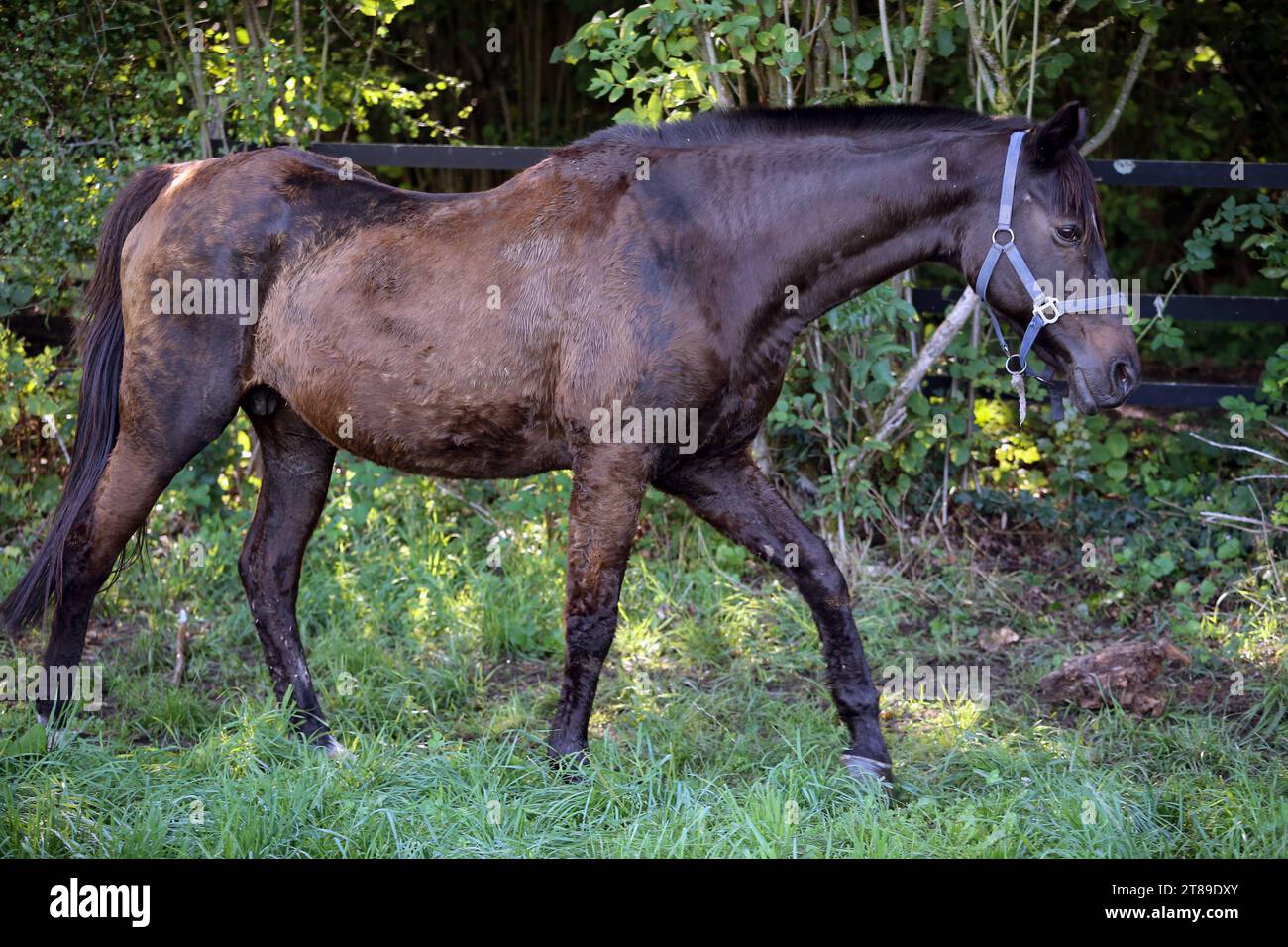 Cushing syndrome hi-res stock photography and images - Alamy