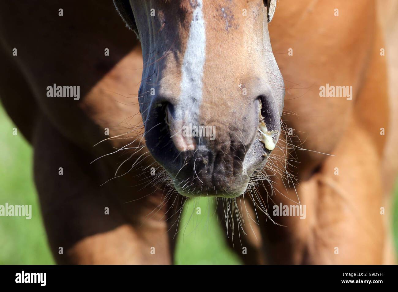 Pferd nasal hi-res stock photography and images - Alamy