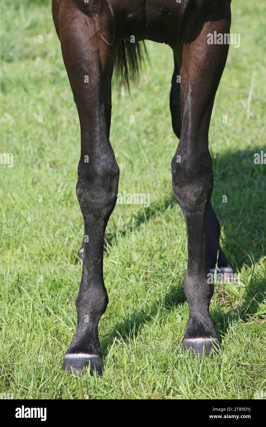 Pferdes anatomie hi-res stock photography and images - Alamy