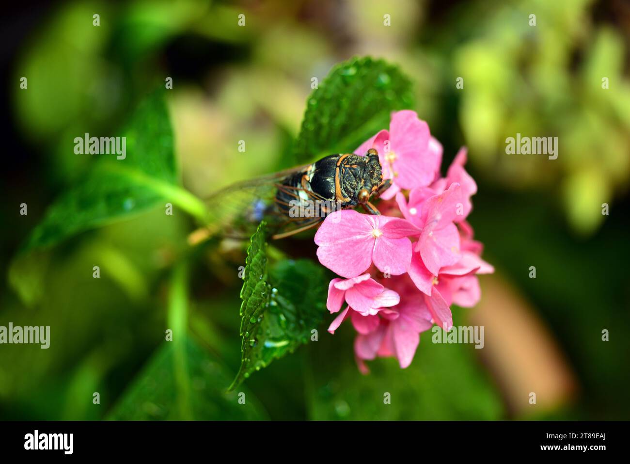 Cicada on a hydrangea flower Stock Photo - Alamy