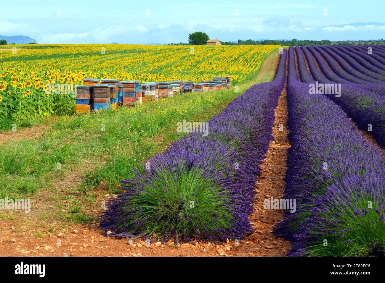 Hives,lavender and sunflowers in July to the Valensole plateau Stock ...