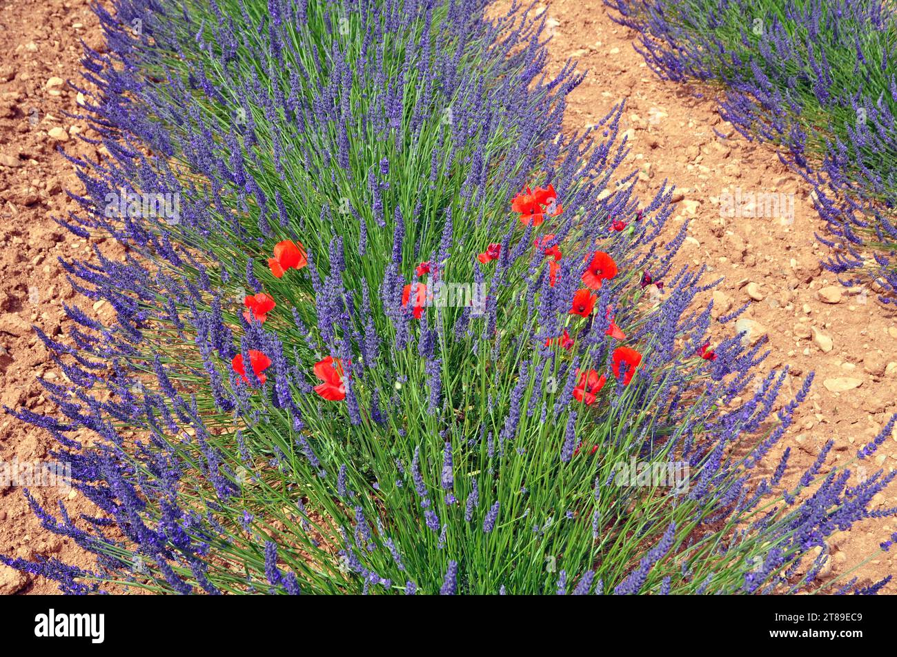 Poppies in lavender field in July on the Valensole plateau in Provence ...