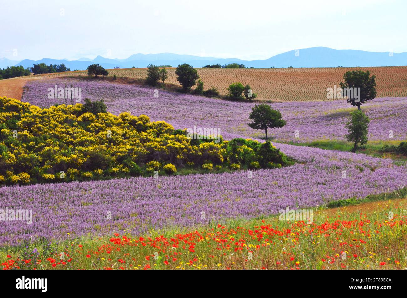 Poppies in a Clary Sage field in July on the Valensole plateau in ...