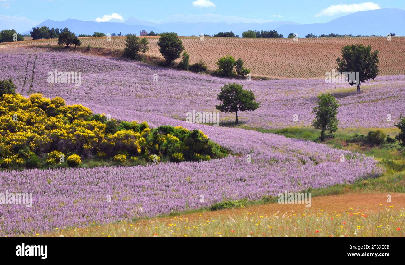 Clary Sage field in July on the Valensole plateau in Provence Stock ...