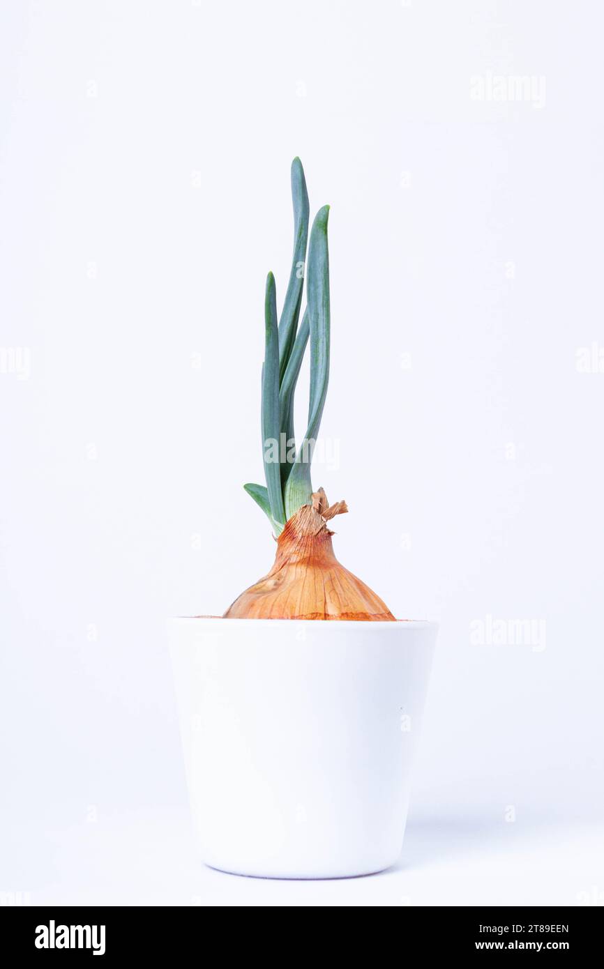 Growing plants in the laboratory. Sprouted green onions on a white ...