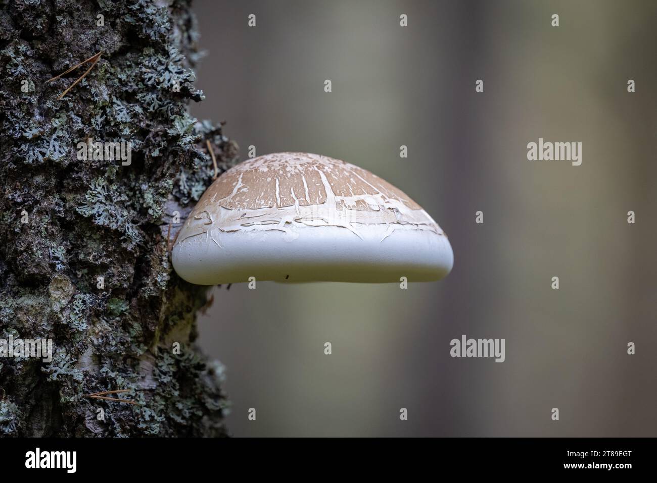 Tree fungus with foliage hi-res stock photography and images - Alamy