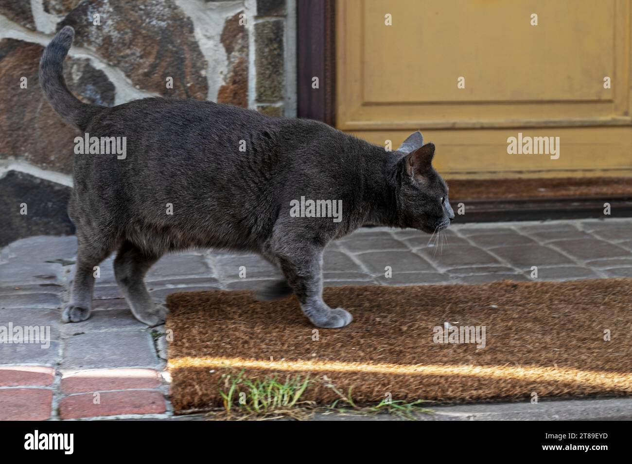 fat blue cat of the American Burmese breed is walking in the yard ...