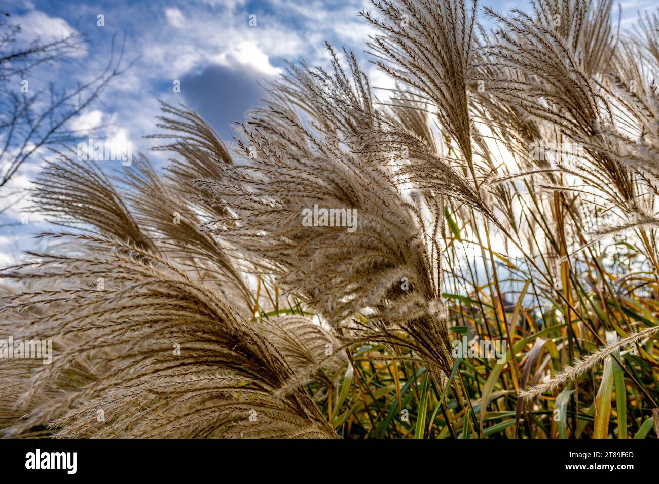 Tall pampas grass against the blue sky sparse in the garden before ...