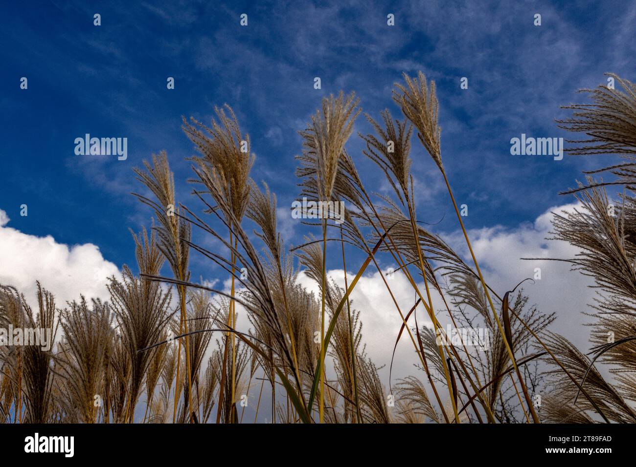 Tall pampas grass against the blue sky sparse in the garden before ...