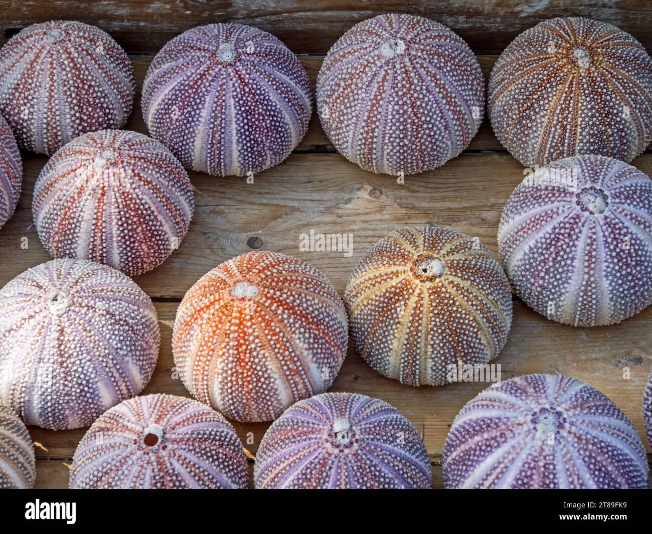 Several shells of sea urchins on a background of old wood Stock Photo ...