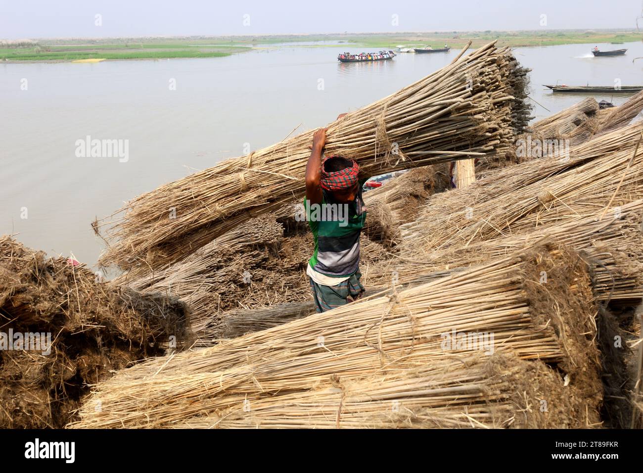 Jamalapur, Jamalpur, Bangladesh. 19th Nov, 2023. Farmers are busy ...