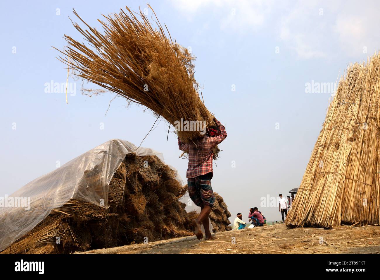 Jamalapur, Jamalpur, Bangladesh. 19th Nov, 2023. Farmers are busy ...