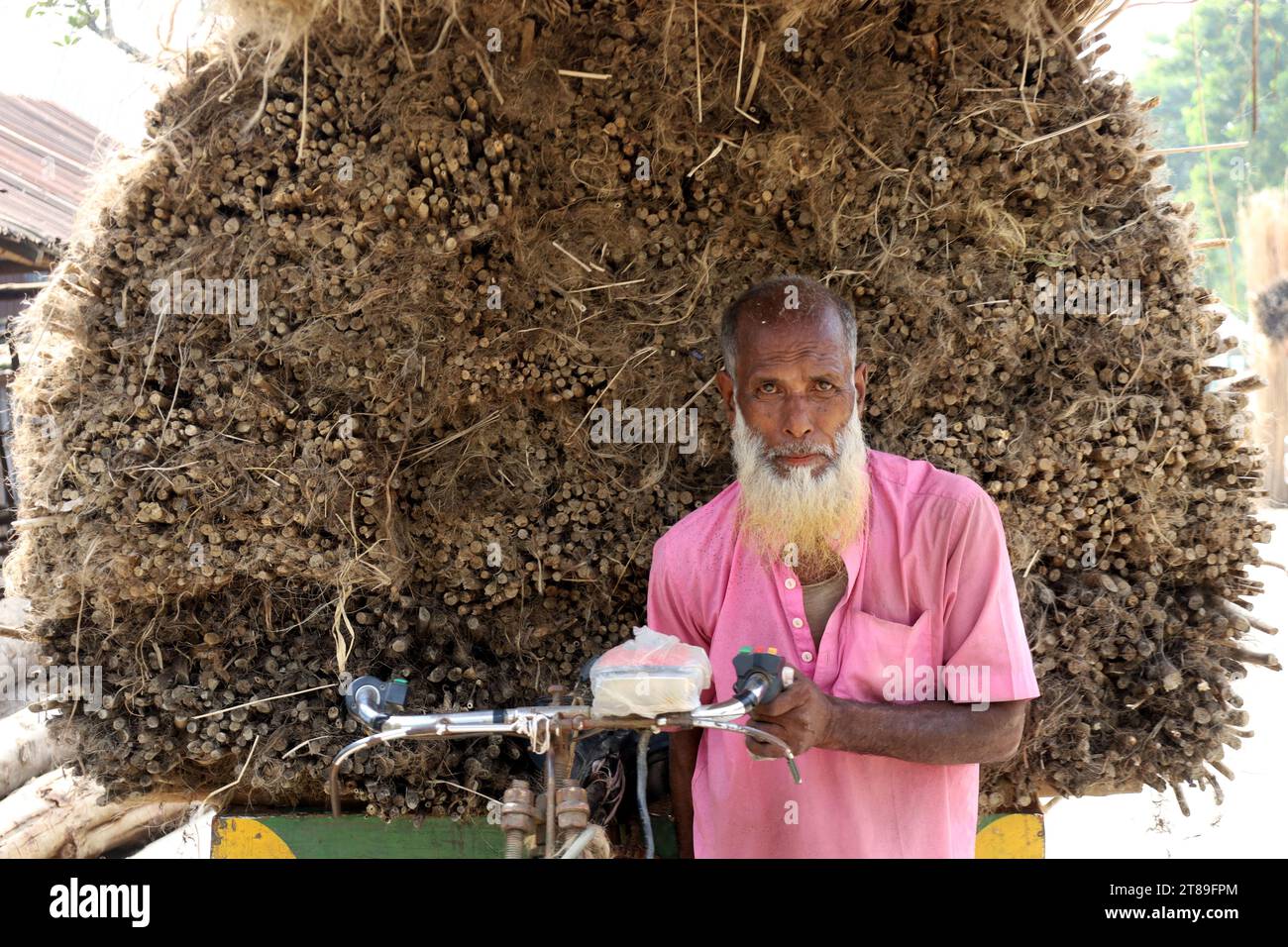 Jamalapur, Jamalpur, Bangladesh. 19th Nov, 2023. Farmers are busy ...