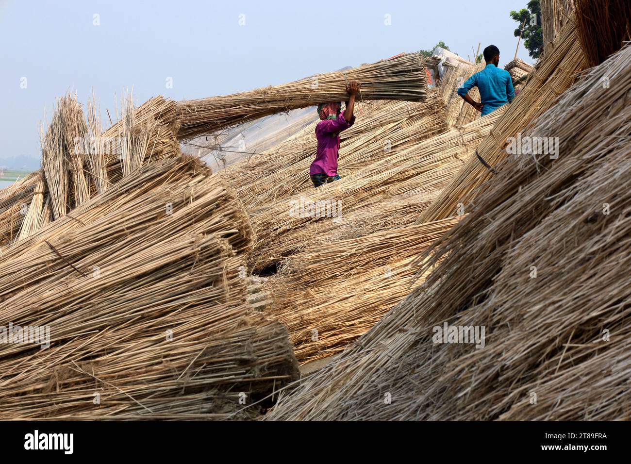 Jamalapur, Jamalpur, Bangladesh. 19th Nov, 2023. Farmers are busy ...