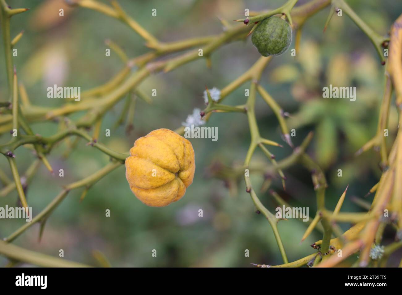small Bitter orange fruit in Autumn Stock Photo - Alamy