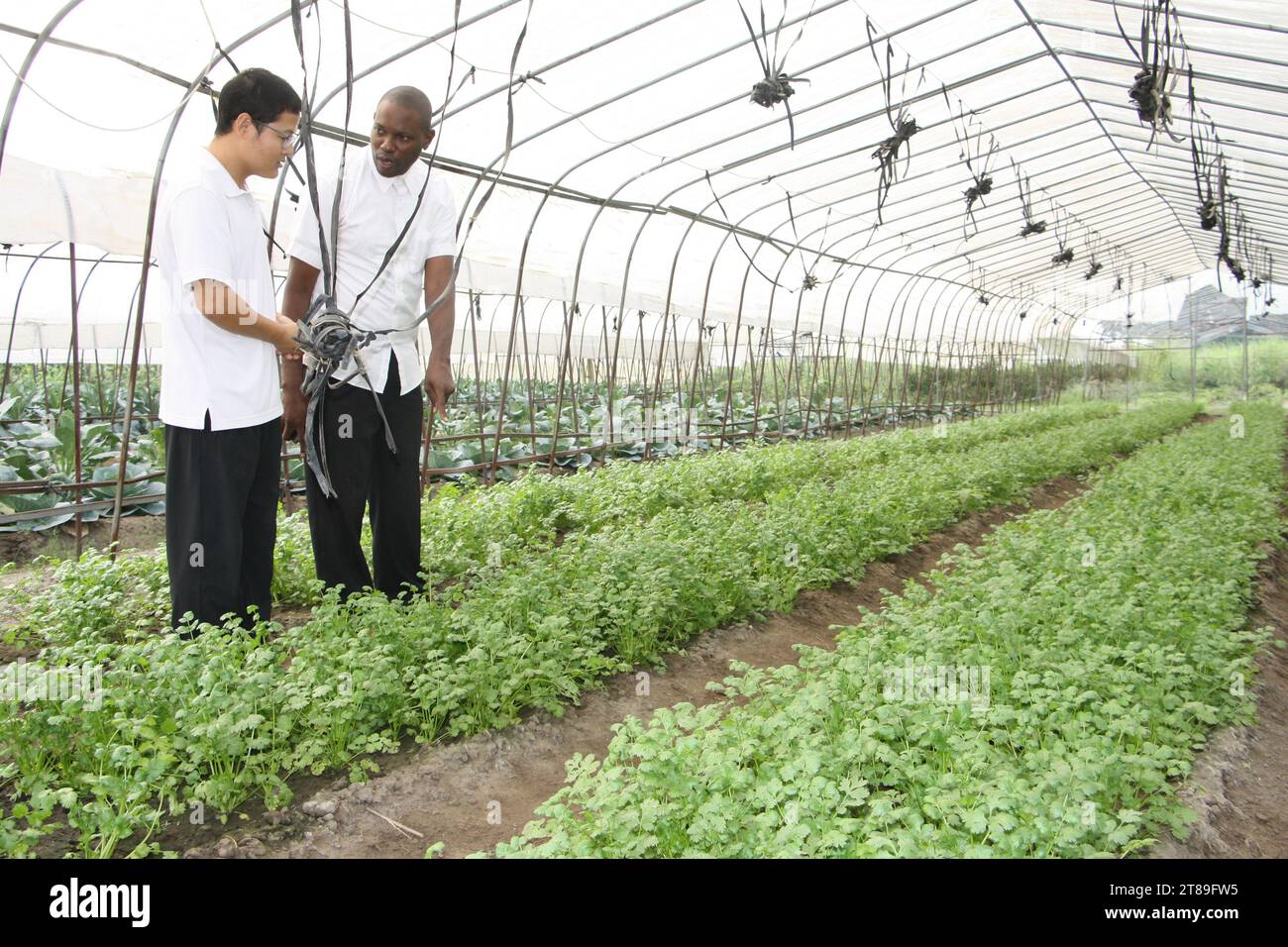Congo brazzaville agriculture hi-res stock photography and images - Alamy