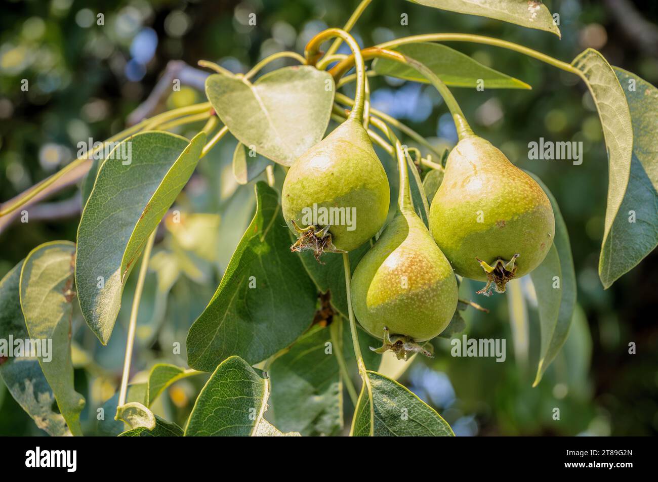 Young little green pears on the tree Stock Photo - Alamy