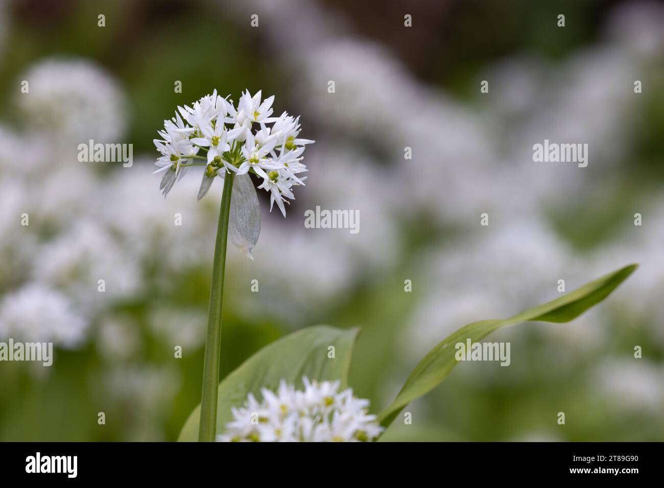 Wild Garlic [ Allium ursinum ] flower spike Stock Photo - Alamy