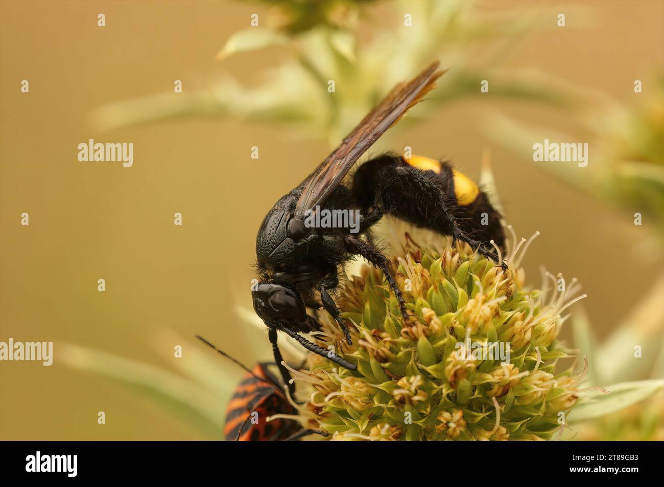 Natural closeup on a hairy black yellow wasp, Colia hirta on Eryngium ...