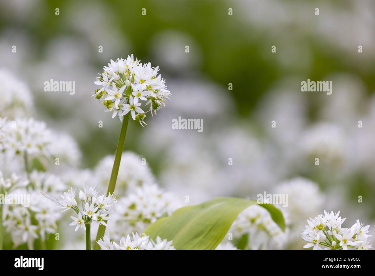 Wild Garlic [ Allium ursinum ] flower spike Stock Photo - Alamy