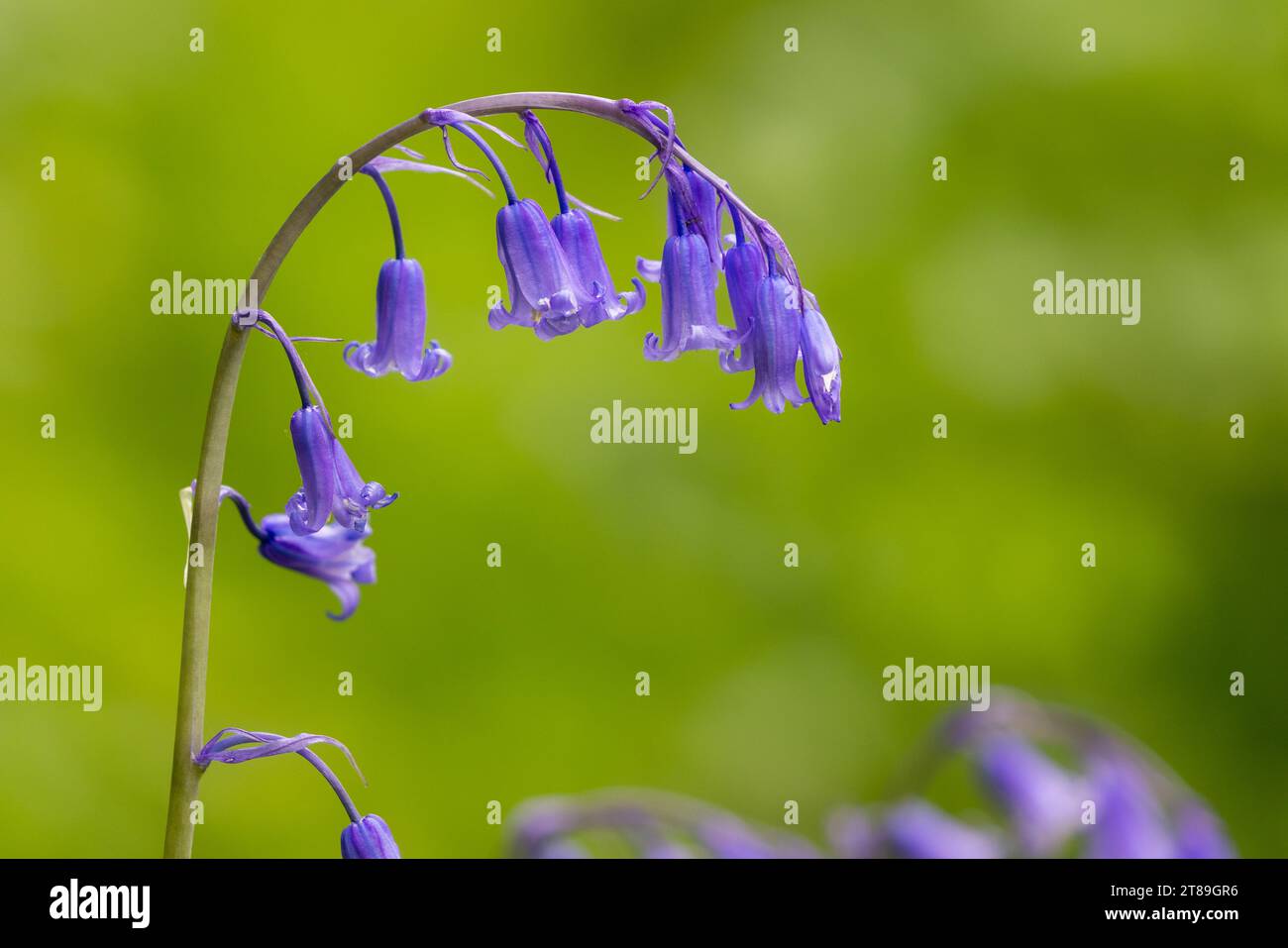 Single Bluebell [ Hyacinthoides non-scripta ] stem Stock Photo - Alamy