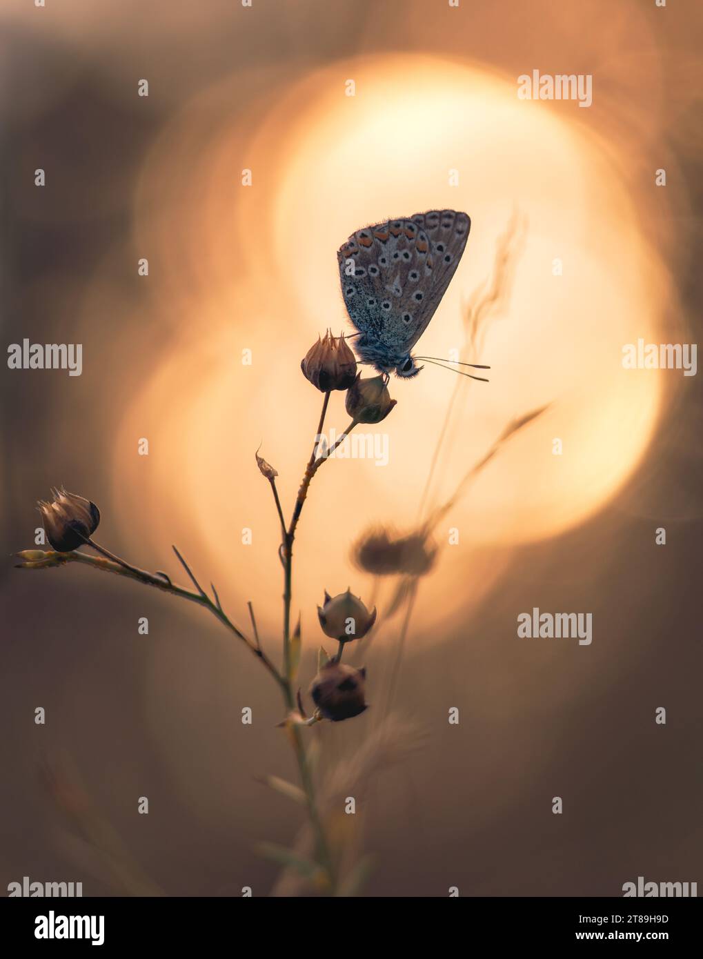 Sunset butterfly hi-res stock photography and images - Alamy
