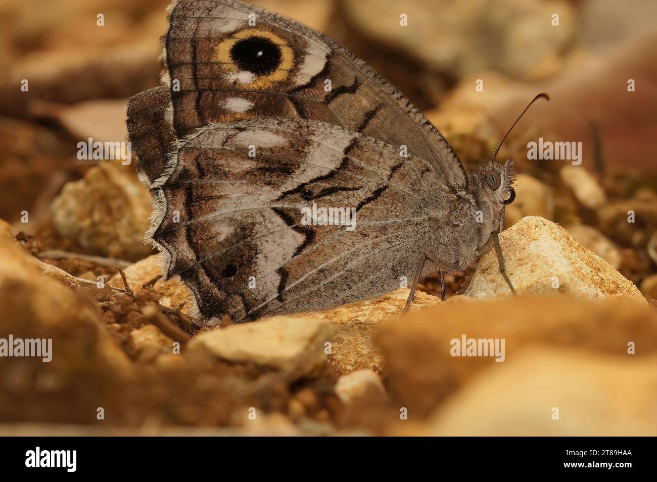 Natural closeup on a Mediterranean striped Grayling Hipparchia fidia ...
