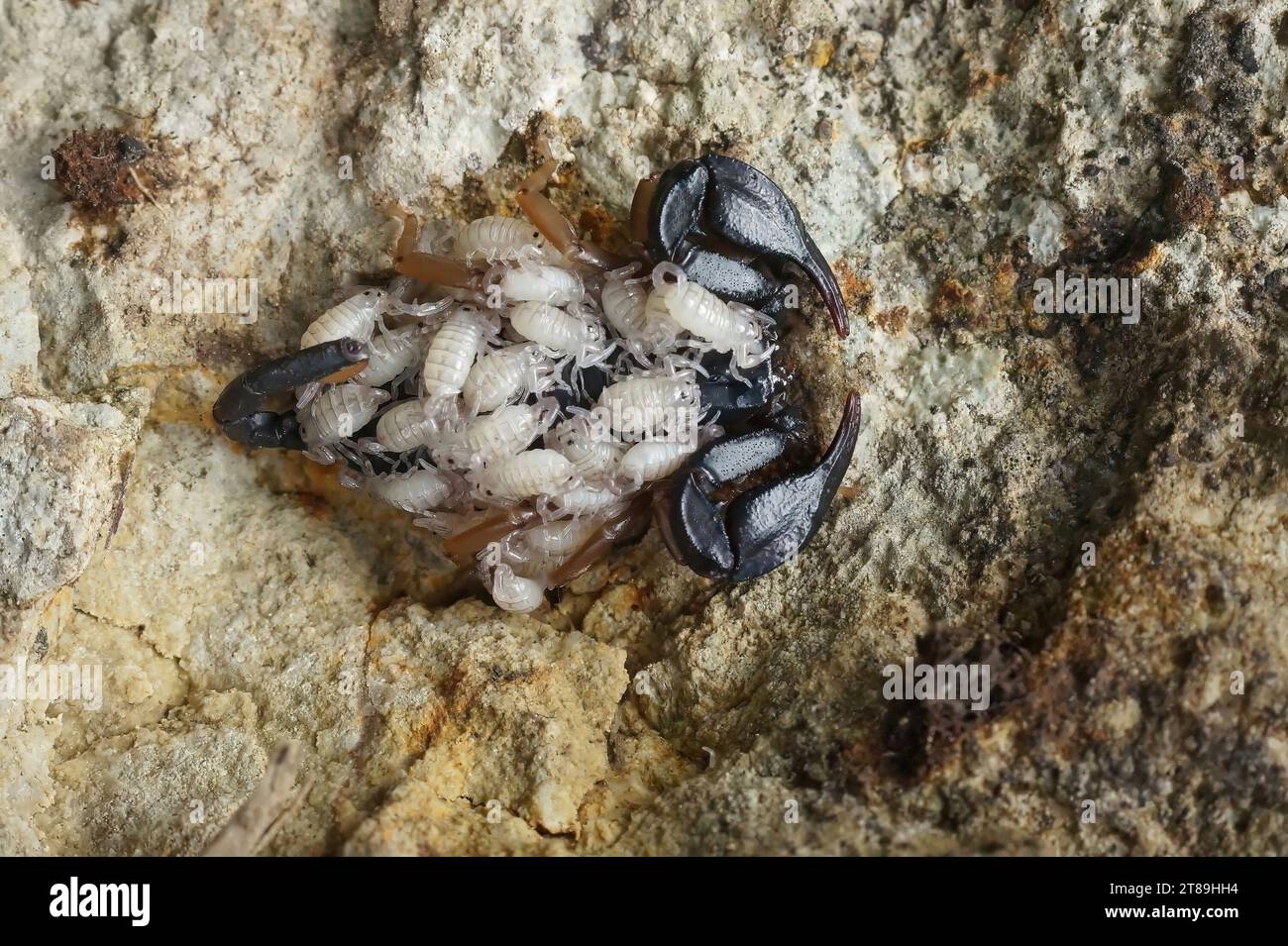 Natural closeup on a female European Yellow-tailed Scorpion, Euscorpius ...