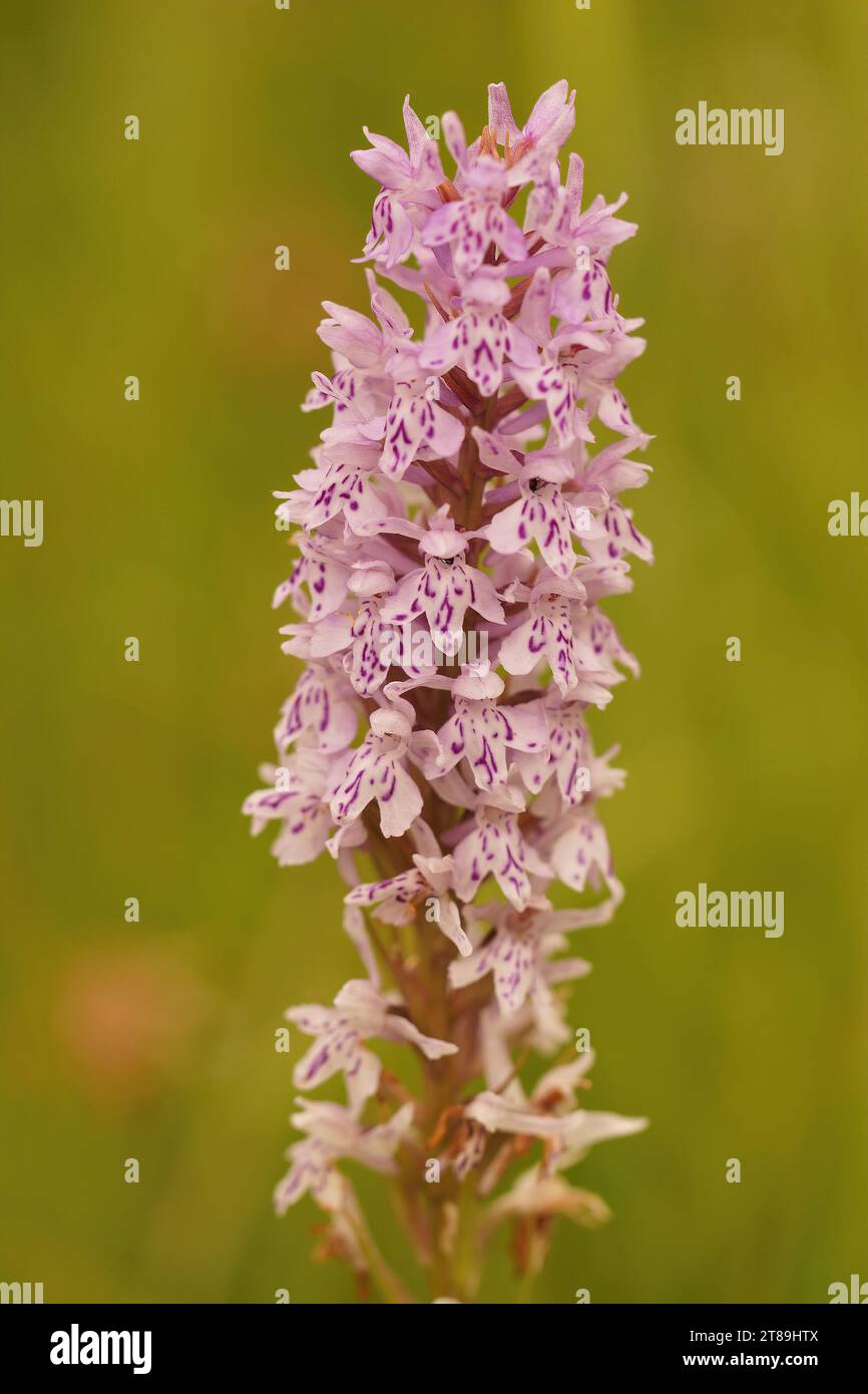Natural closeup on the fragile looking common spotted orchid ...