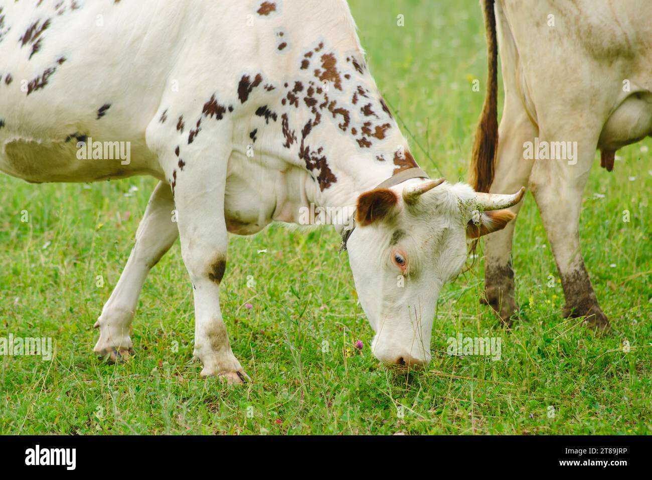 Dairy cows roam freely hi-res stock photography and images - Alamy