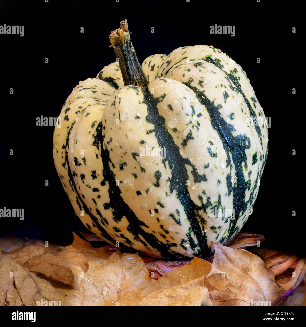 A close up of a carnival squash. Taken against a dark background with ...
