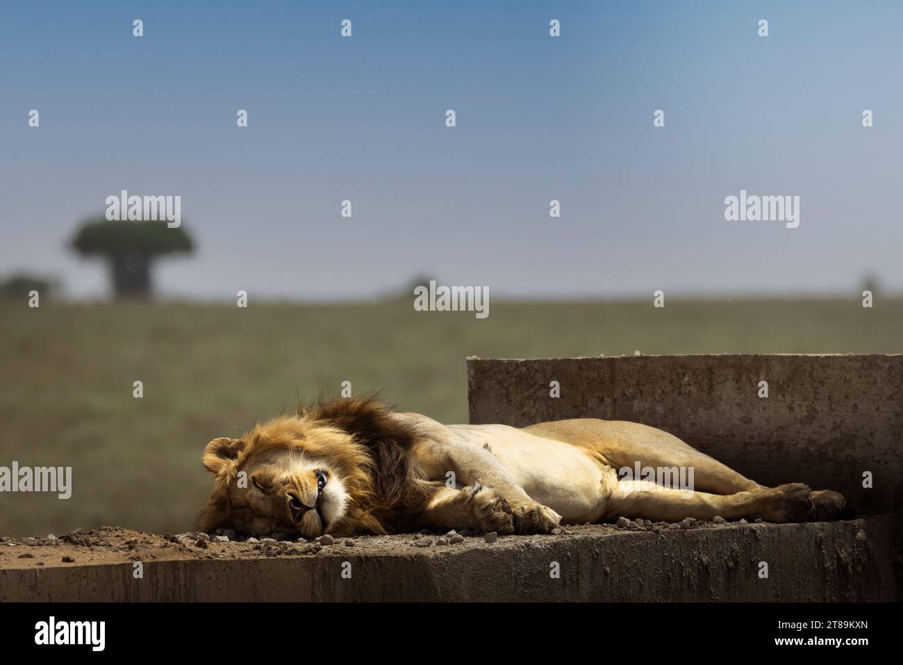 Wild majestic male lion with big mane, simba, sleeping in the savannah ...