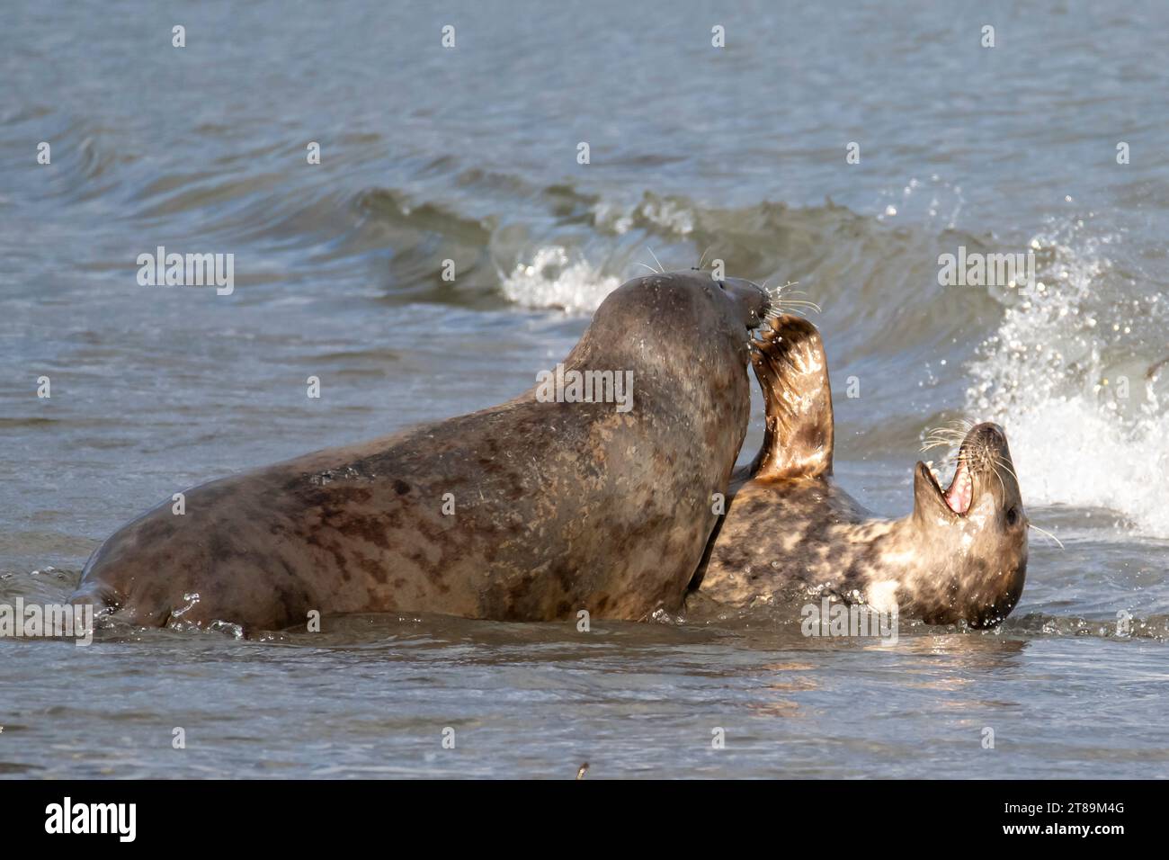 Grey Seals on Cemlyn Beach Anglesey Stock Photo - Alamy
