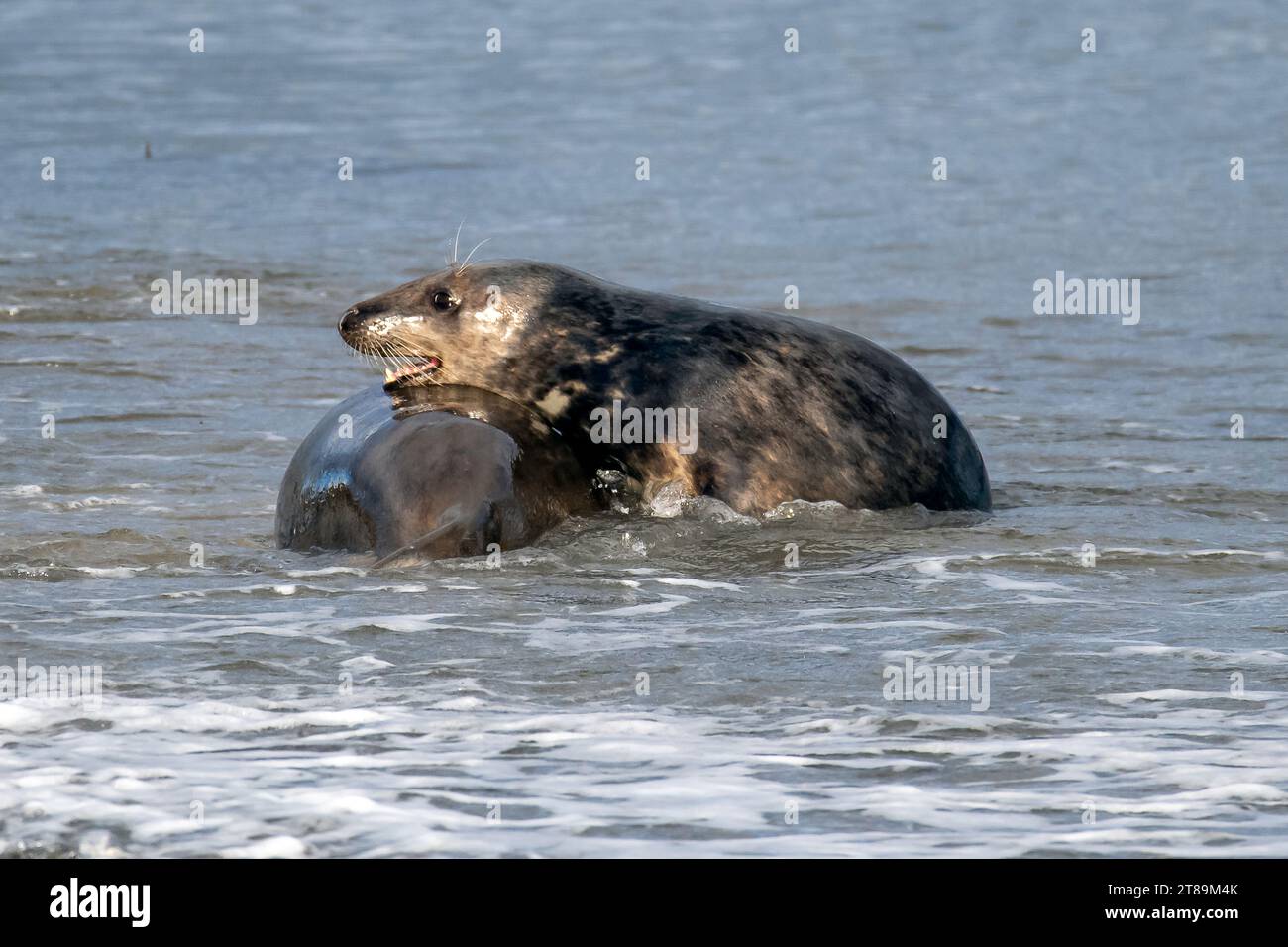 Anglesey wales seals hi-res stock photography and images - Alamy