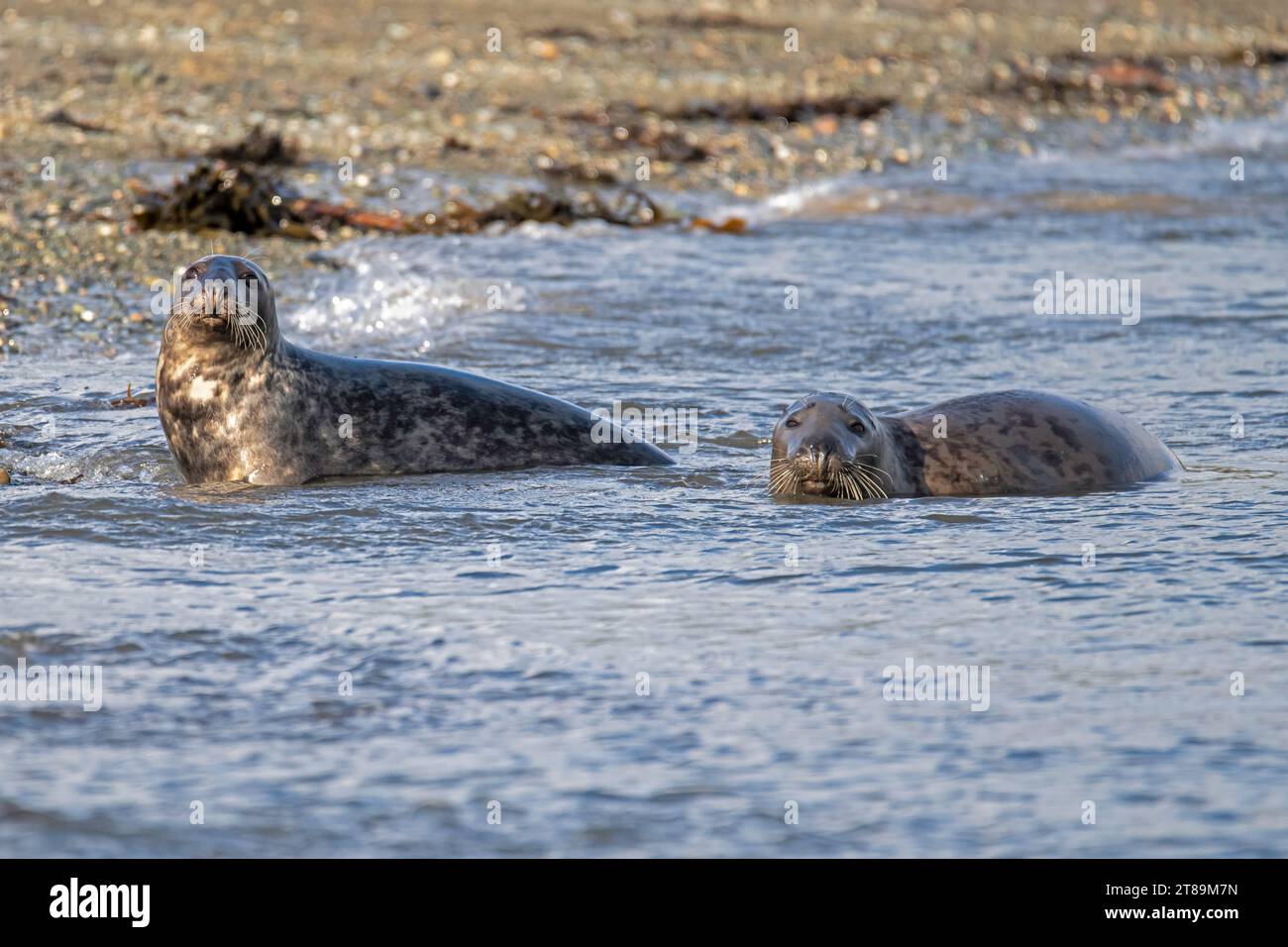 Anglesey wales seals hi-res stock photography and images - Alamy