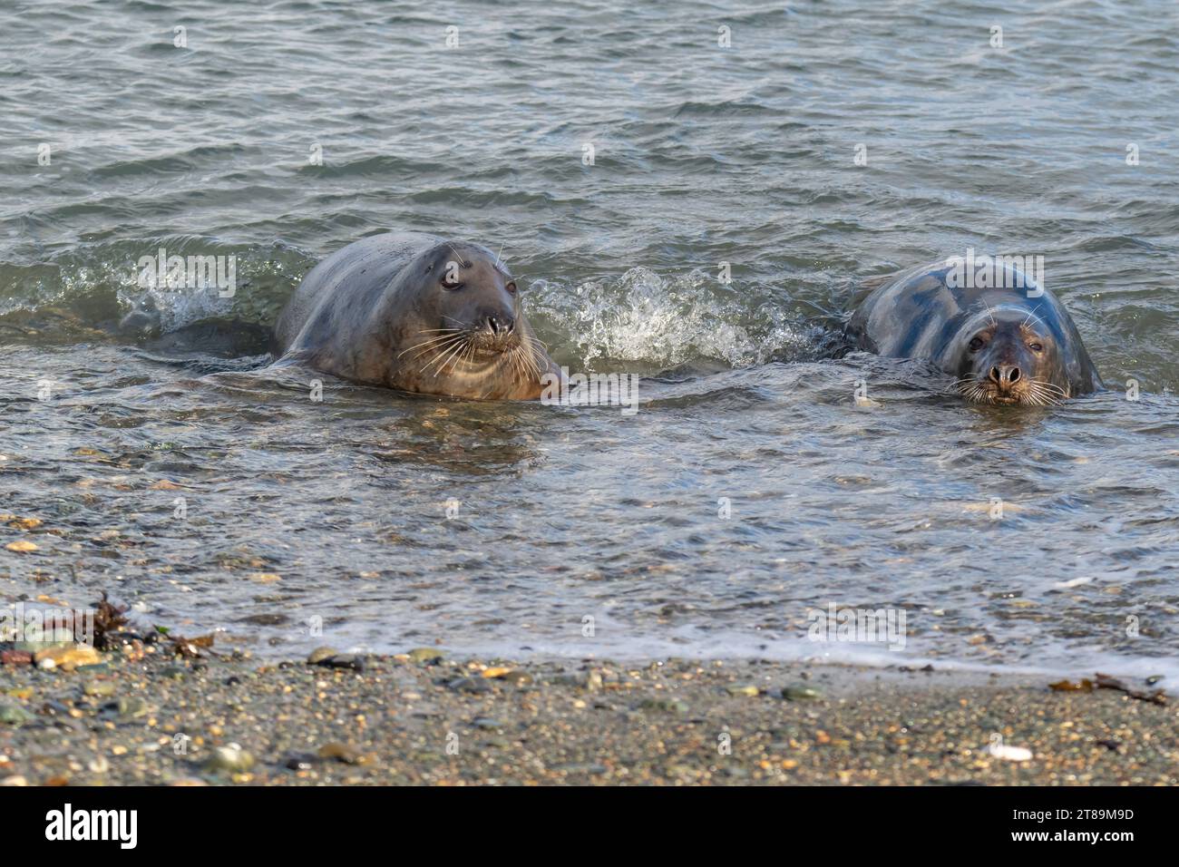 Grey Seals on Cemlyn Beach Anglesey Stock Photo - Alamy