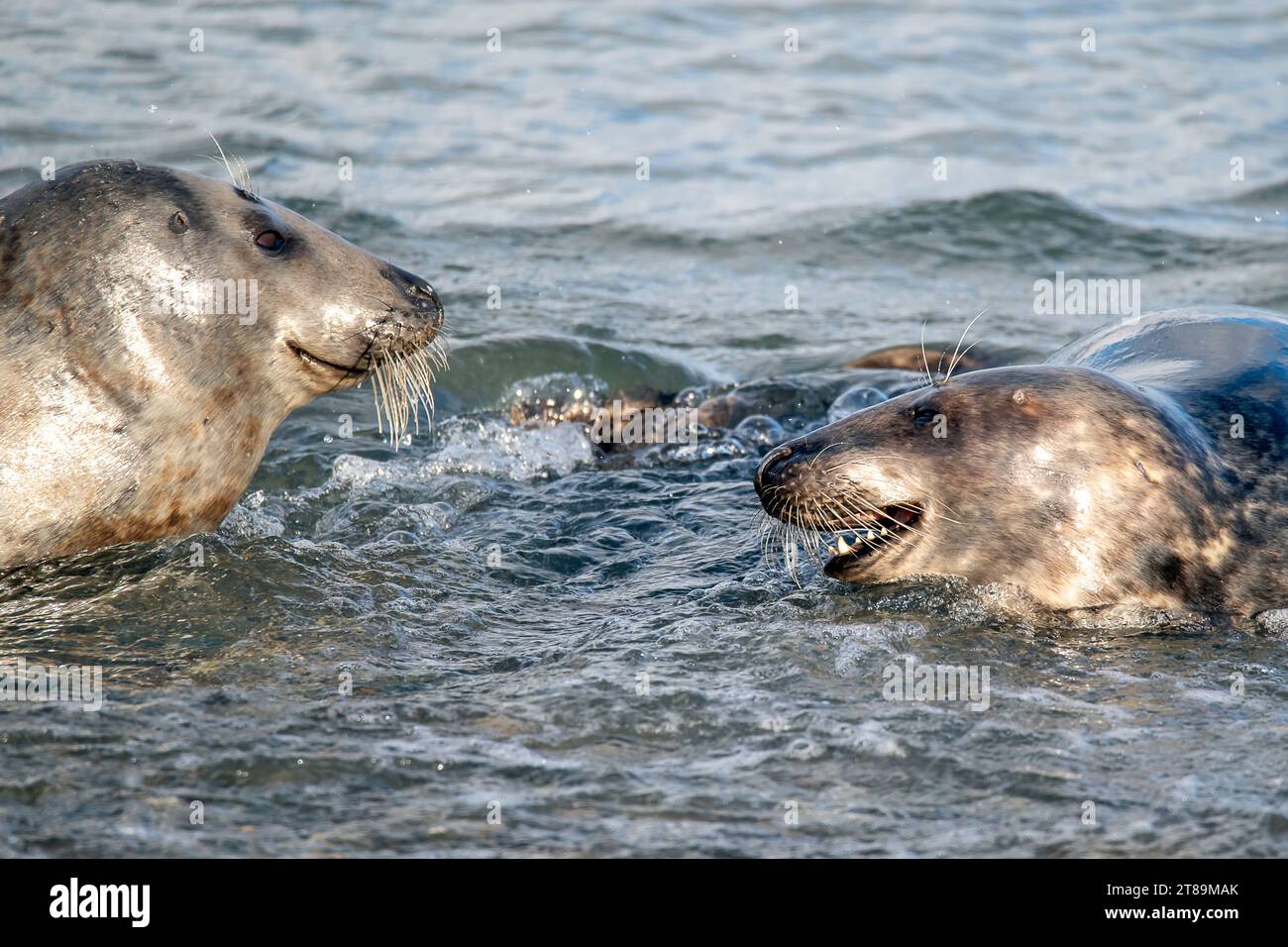 Anglesey wales seals hi-res stock photography and images - Alamy