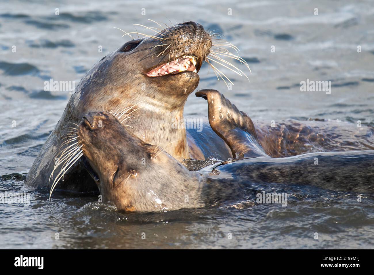 Anglesey wales seals hi-res stock photography and images - Alamy