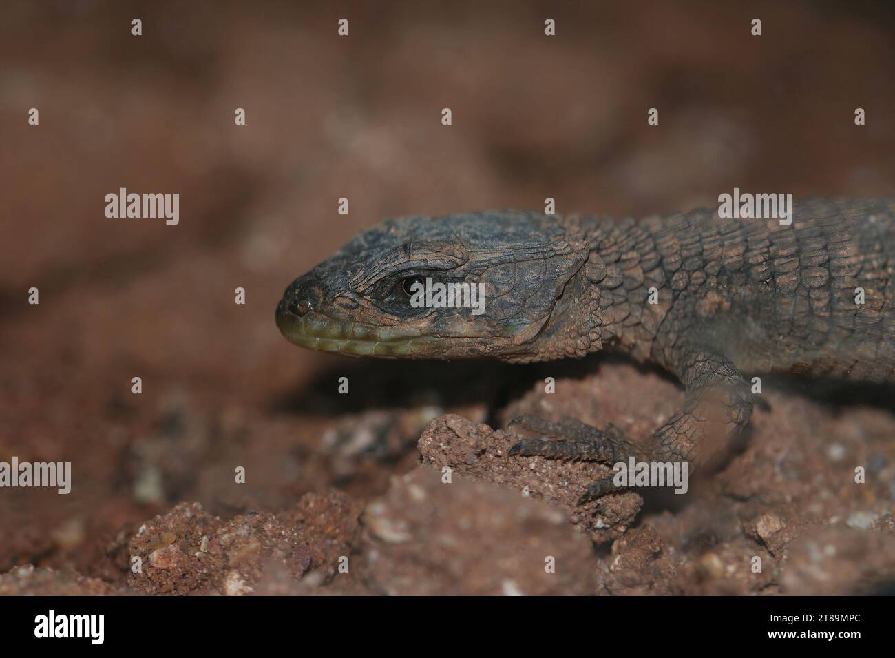 Detailed closeup on the Rhodesian or Zimbabwean girdled lizard ...
