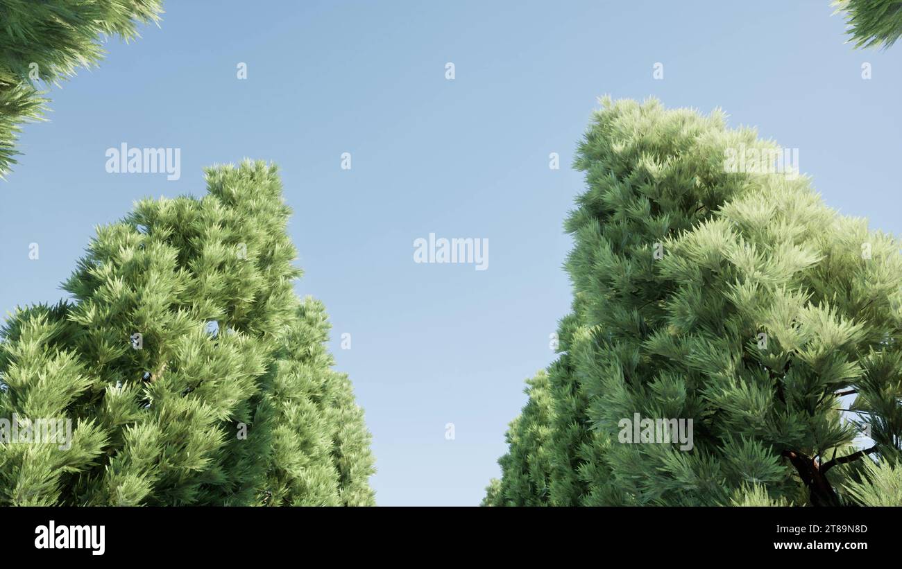 Alley of fir trees clear sky 3d render Stock Photo - Alamy