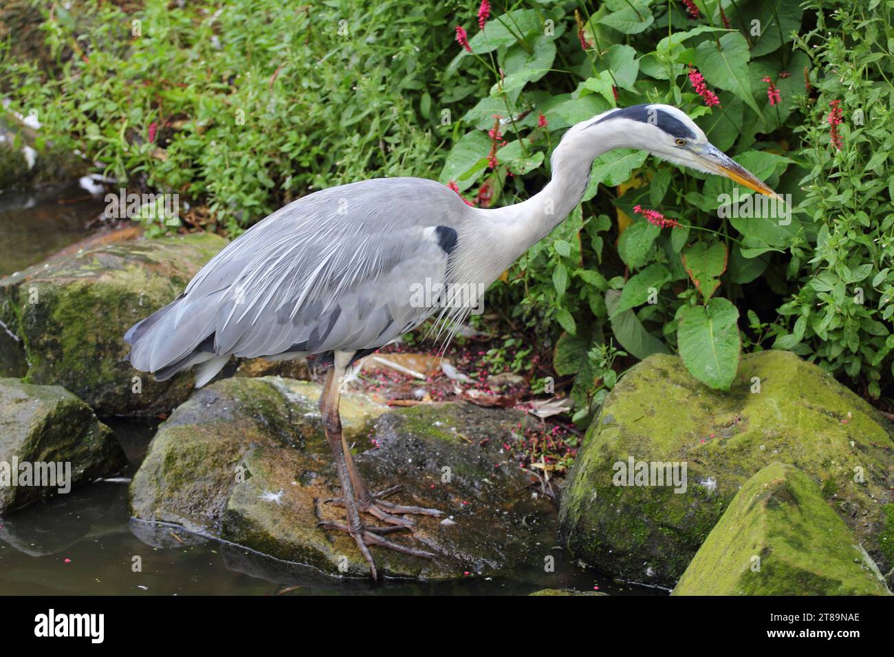 The Great Blue Heron (Ardea cinerea) is a bird species from the order ...
